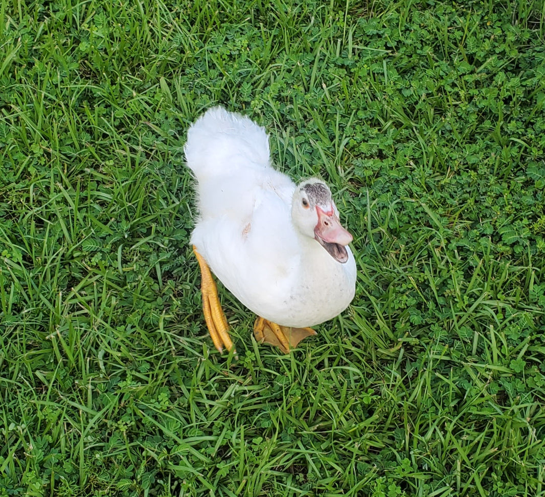 Heirloom Country Farms