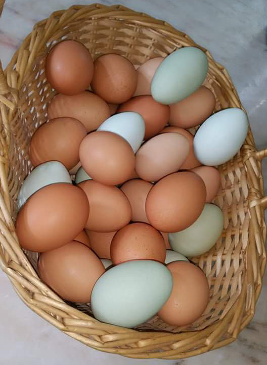 Eggs (Dozen) – Heirloom Country Farms